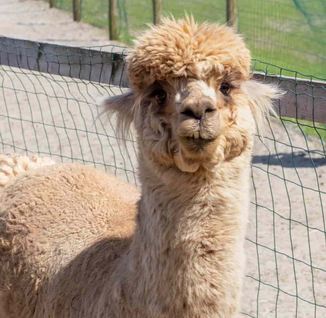 Onze Alpaca's | - Alpacas Zeelandia
